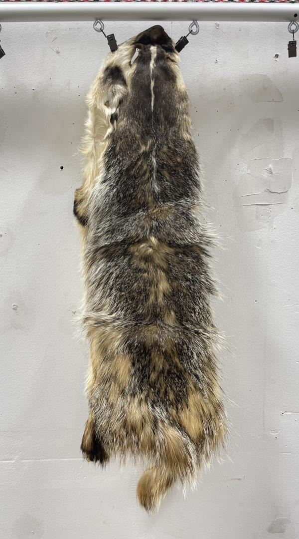 Montana Taxidermy Badger Hide