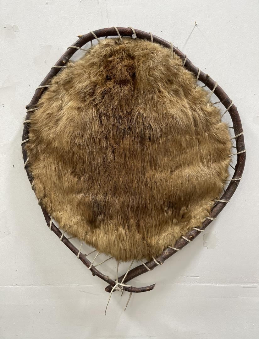 Montana Taxidermy Hooped Beaver Hide Pelt