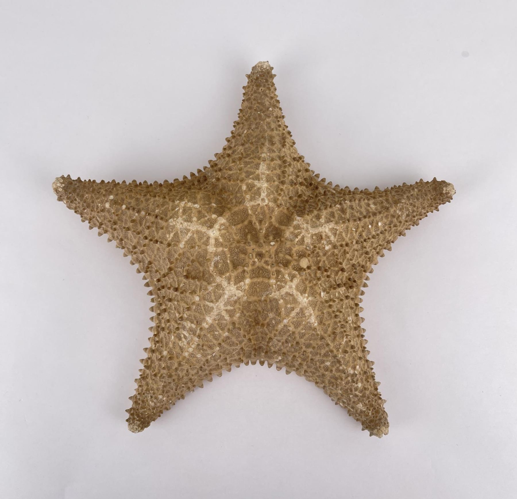 Large Dried Natural Starfish