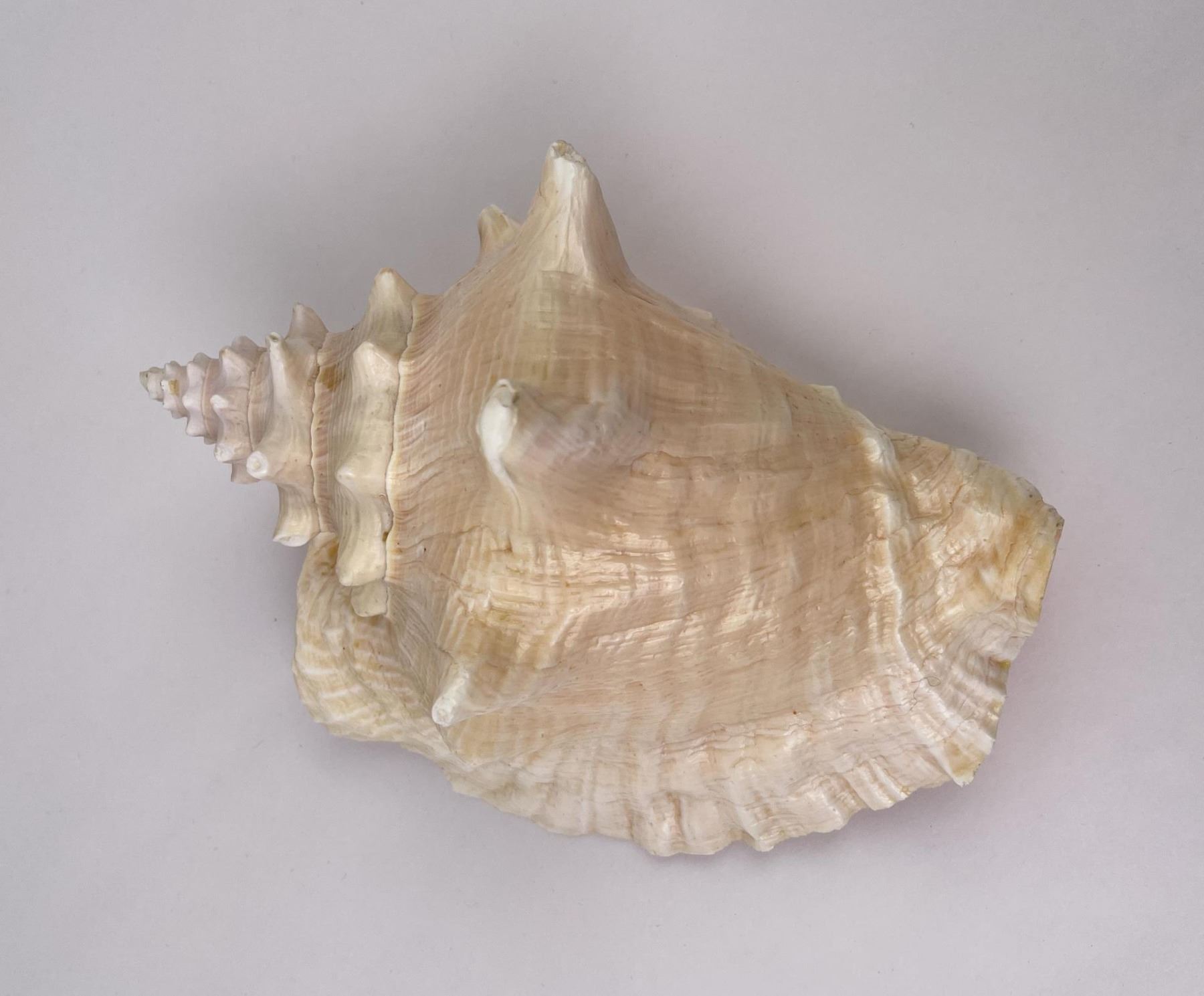Queen Helmet Conch Shell