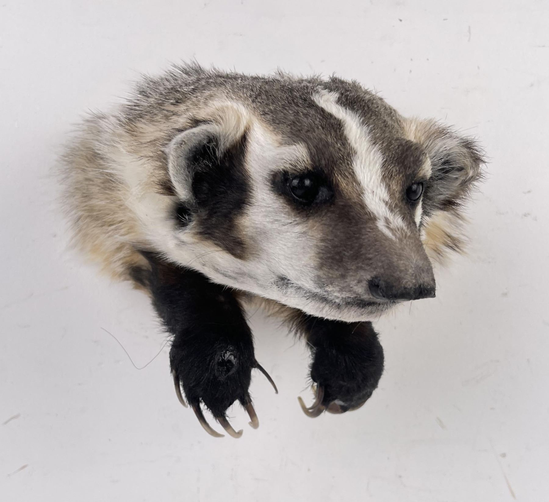 Taxidermy Montana Badger Shoulder Mount