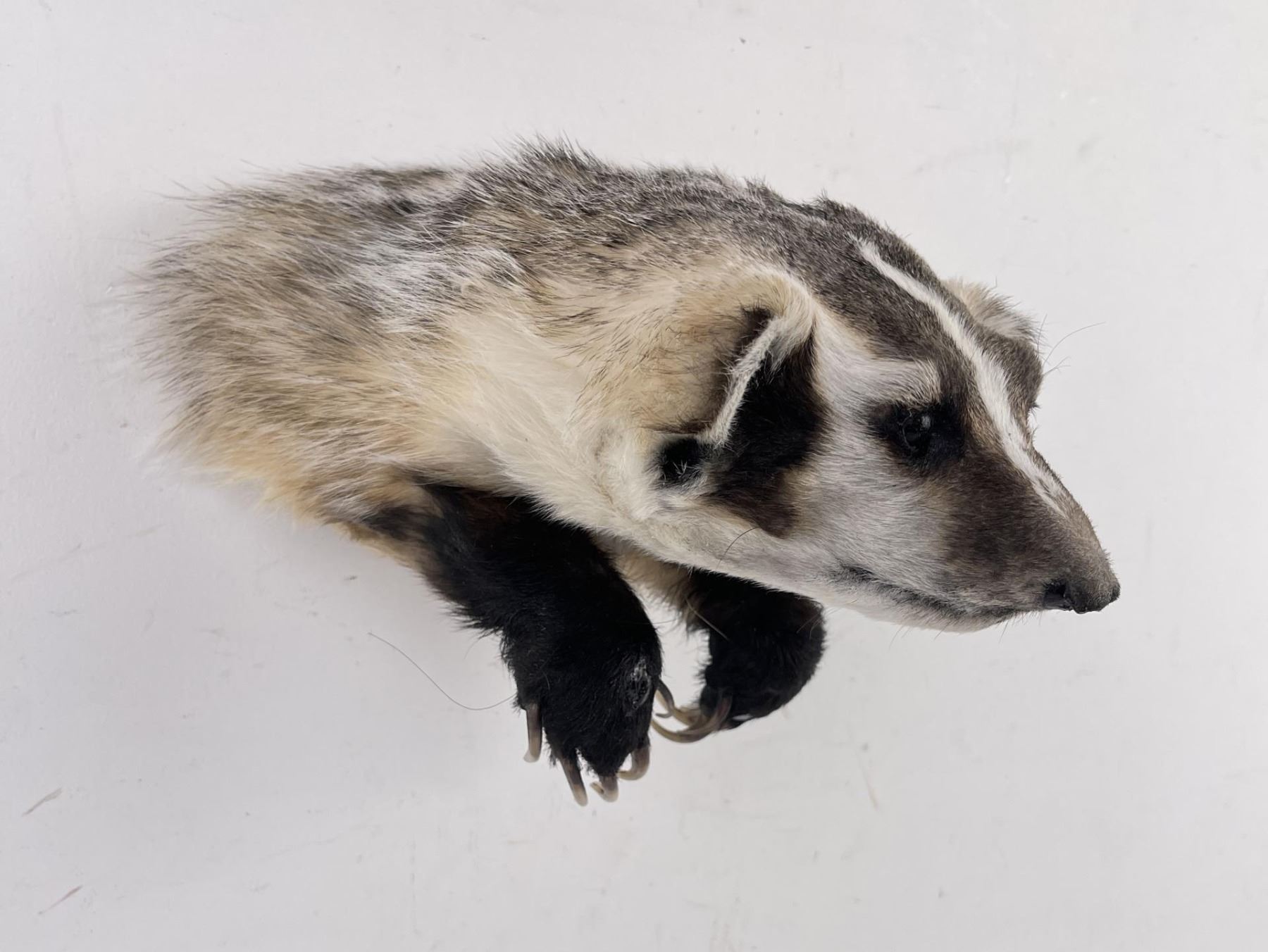 Taxidermy Montana Badger Shoulder Mount