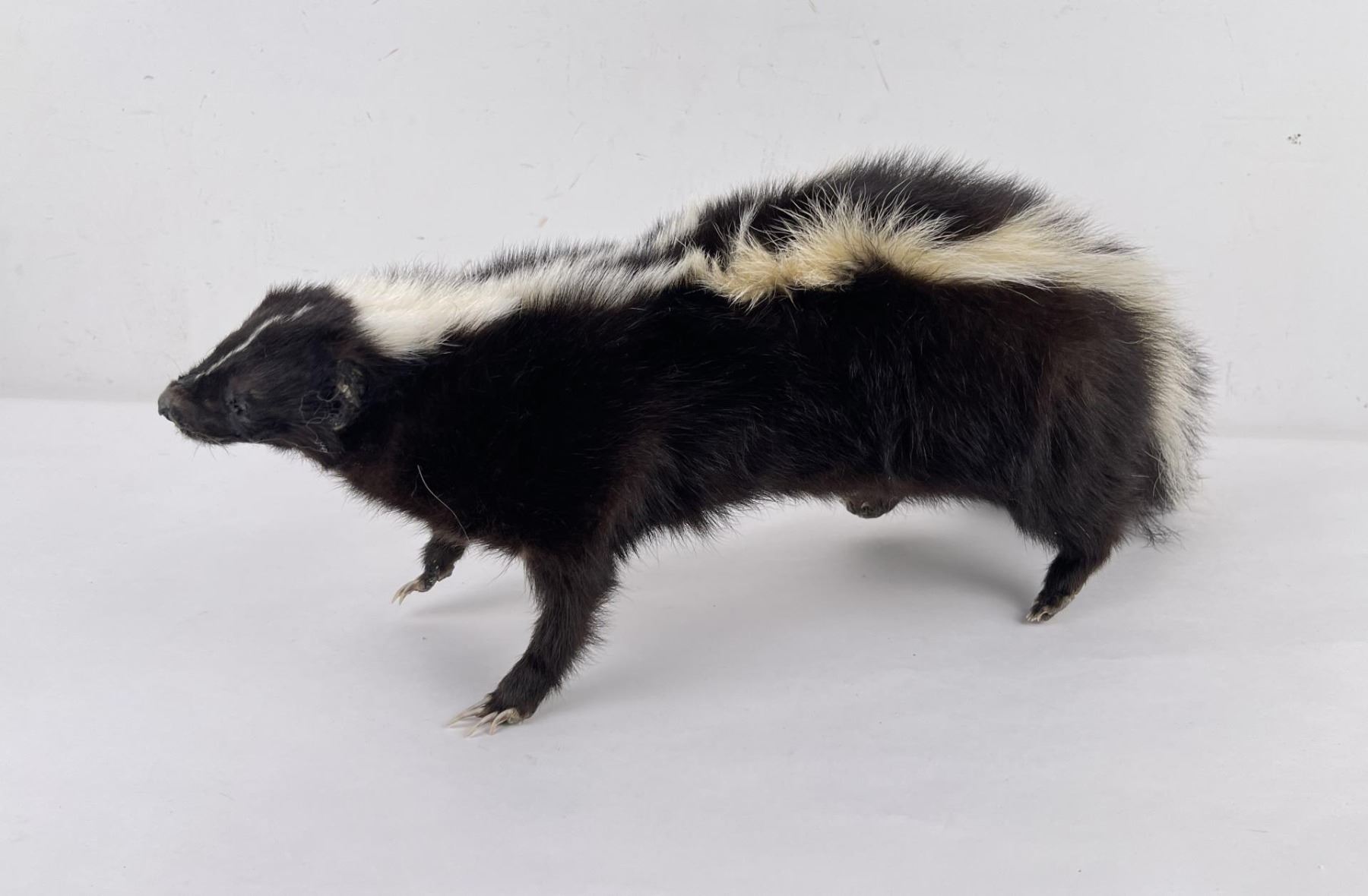 Taxidermy Montana Skunk Mount
