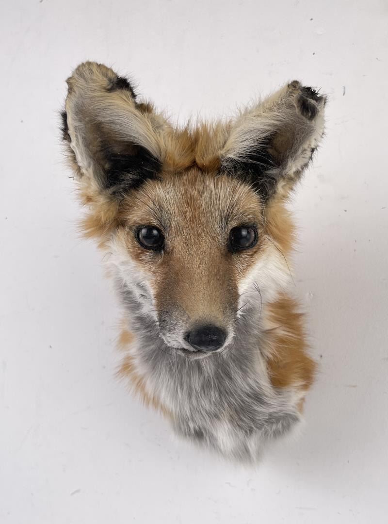Taxidermy Montana Red Fox Shoulder Mount