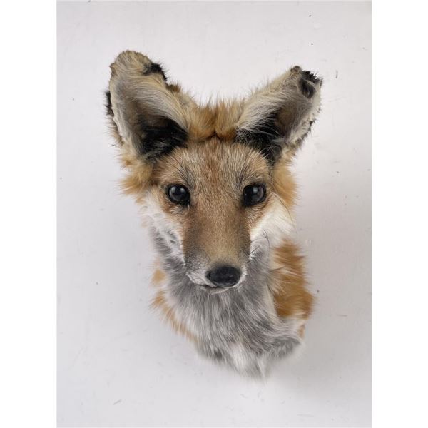 Taxidermy Montana Red Fox Shoulder Mount