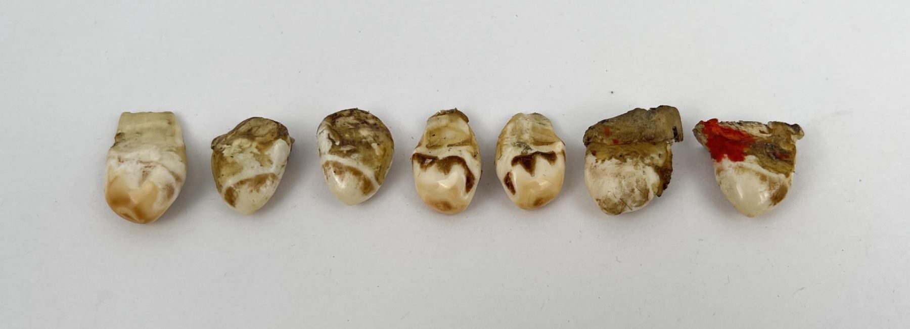 Grouping of Elk Teeth