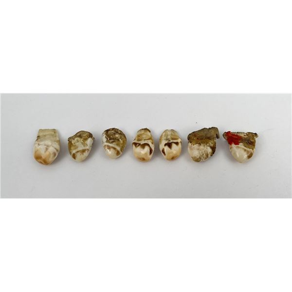 Grouping of Elk Teeth