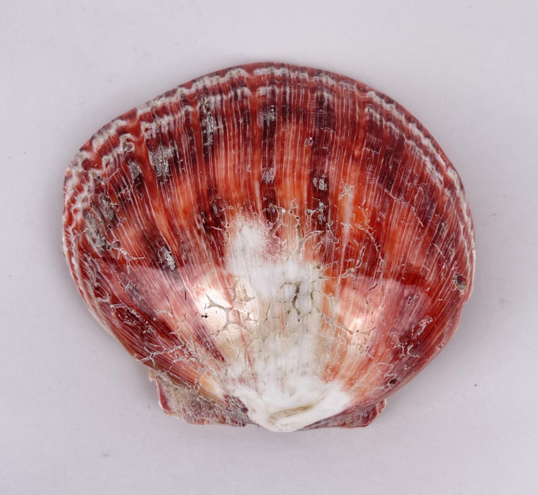 Polished Spiny Oyster Shell