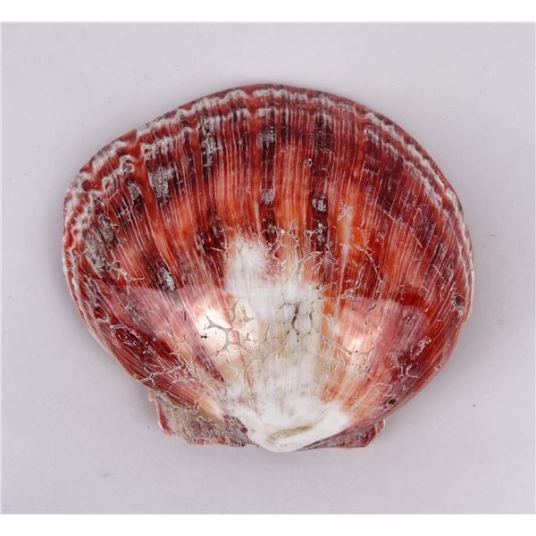 Polished Spiny Oyster Shell
