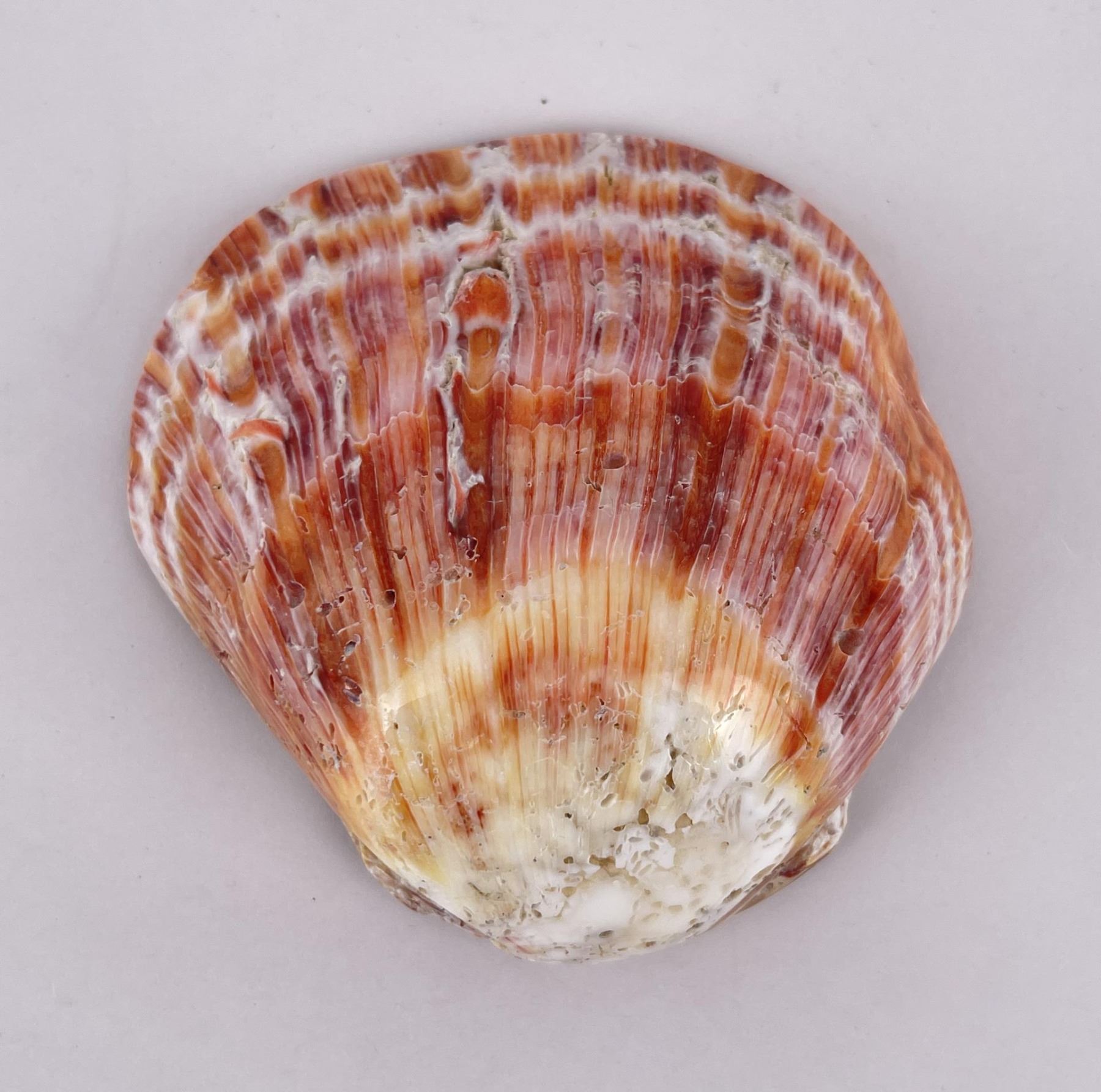Polished Spiny Oyster Shell