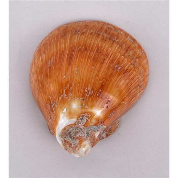 Polished Spiny Oyster Shell