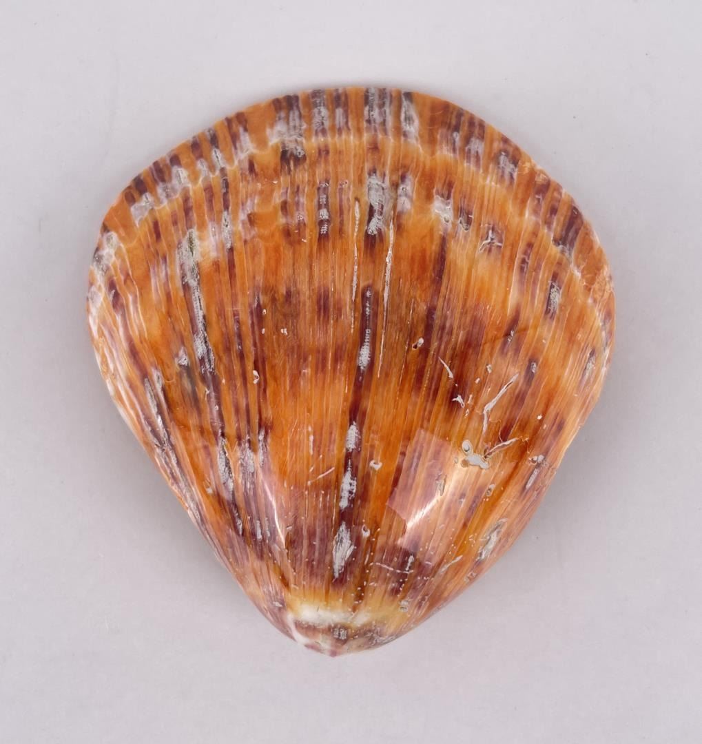 Polished Spiny Oyster Shell