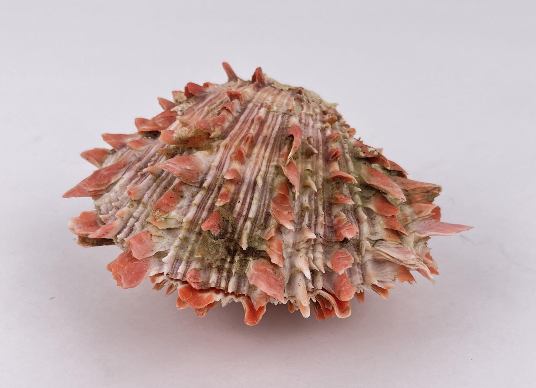 Spiny Oyster Sea Shell