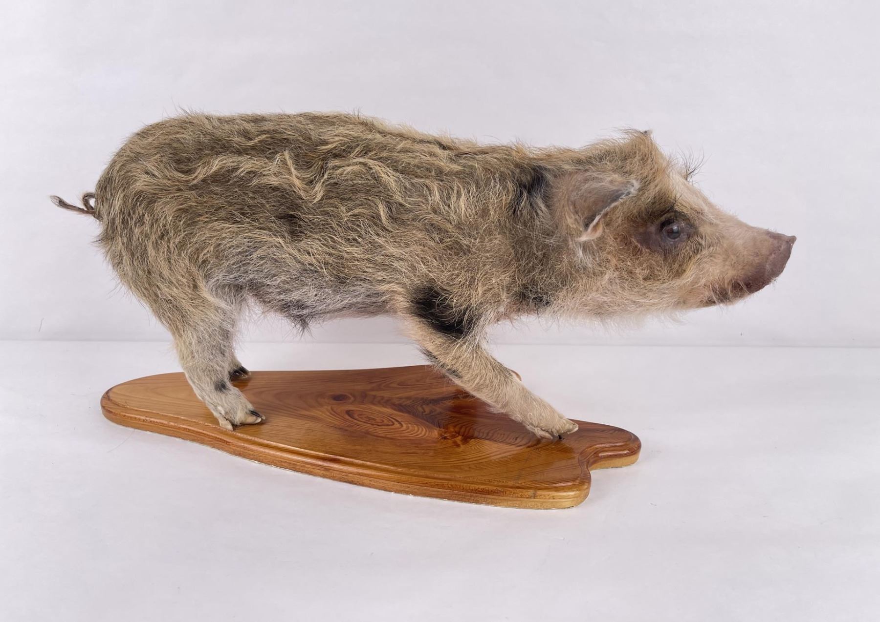 Rare Taxidermy Full Body Piglet Farm Pig