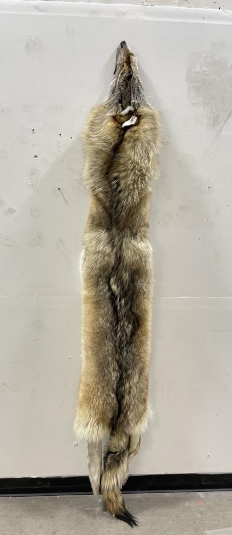 Huge Arctic Wolf Taxidermy Tanned Hide #4