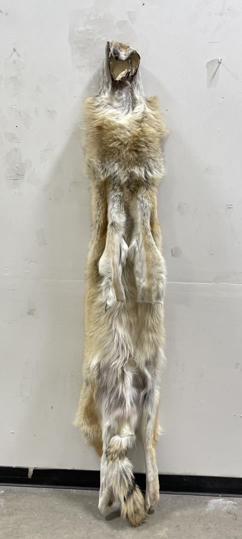 Huge Arctic Wolf Taxidermy Tanned Hide #4