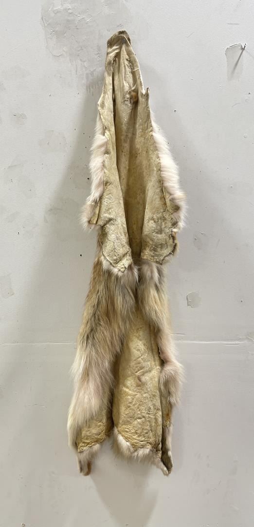 Montana Taxidermy Coyote Pelt Hide #19
