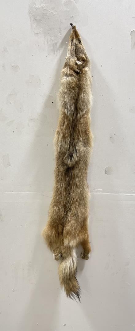 Montana Taxidermy Coyote Pelt Hide #5