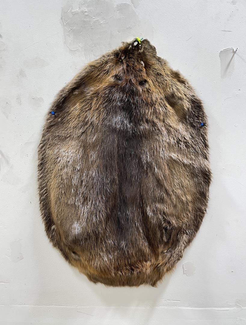 Montana Taxidermy Beaver Fur Pelt #40a