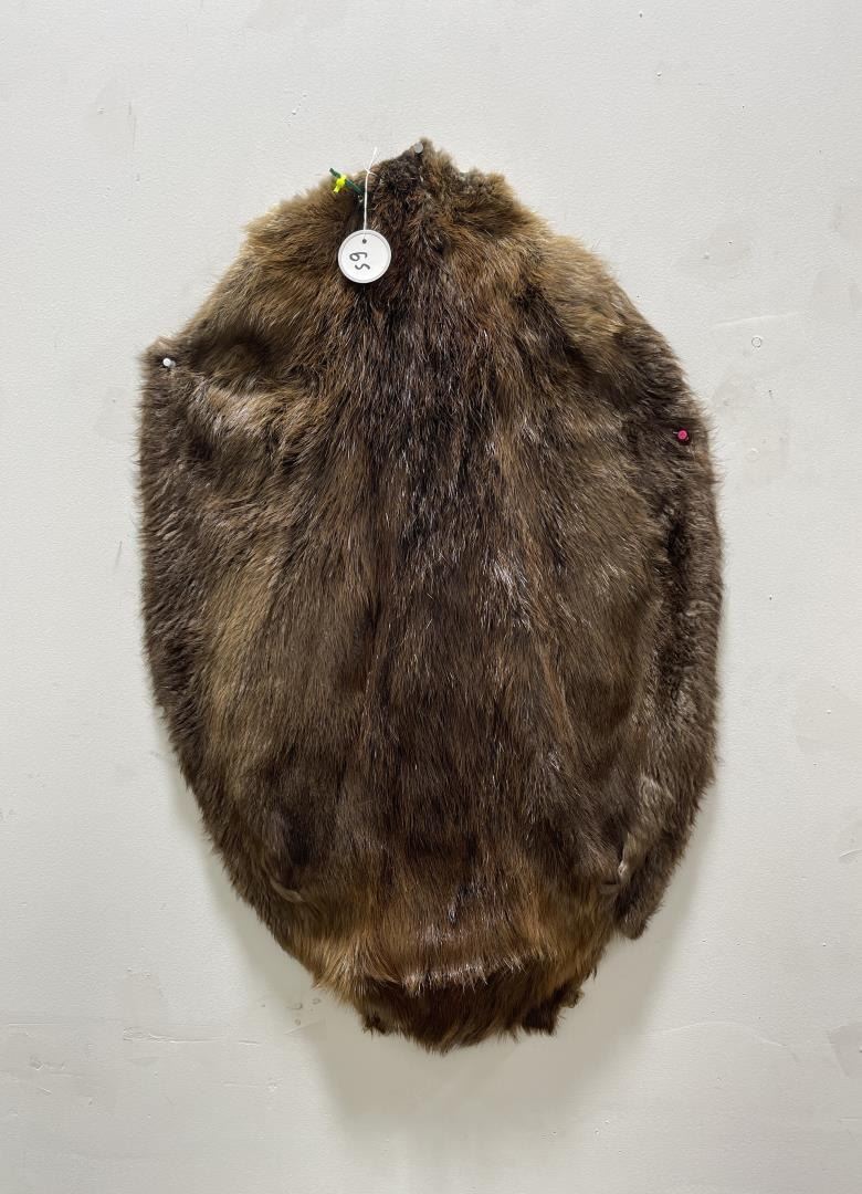 Montana Taxidermy Beaver Fur Pelt #65