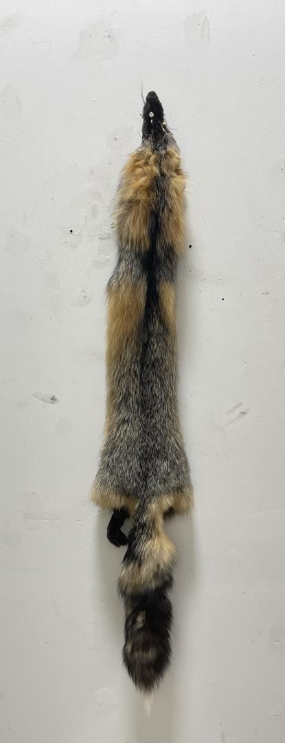 Beautiful Ranch Cross Fox Fur Pelt Taxidermy #98