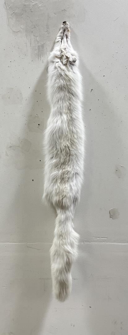 Beautiful Arctic Fox Fur Pelt Taxidermy #39