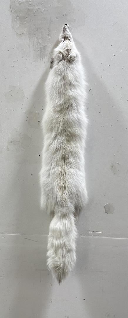 Beautiful Arctic Fox Fur Pelt Taxidermy #21