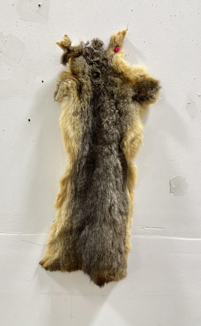 Taxidermy Marmot Pelt Hide #116