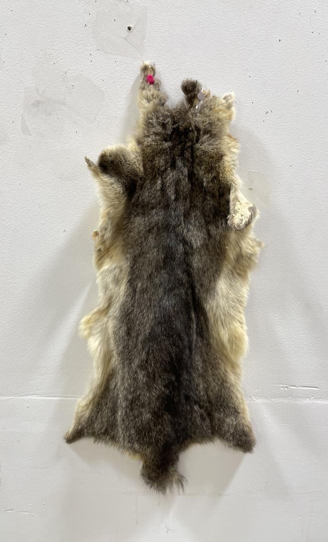 Taxidermy Marmot Pelt Hide #115