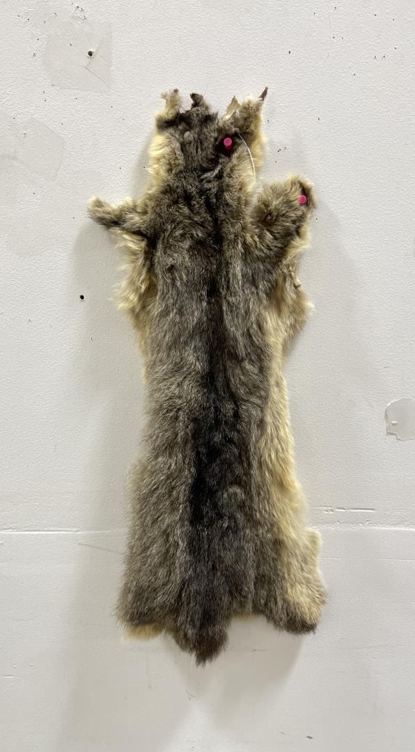 Taxidermy Marmot Pelt Hide #87