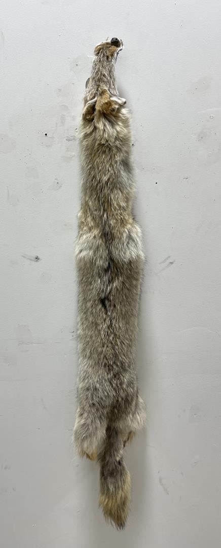 Montana Taxidermy Coyote Pelt Hide #47