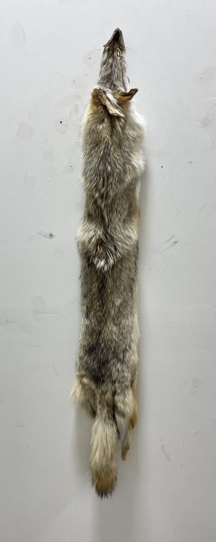 Montana Taxidermy Coyote Pelt Hide #53
