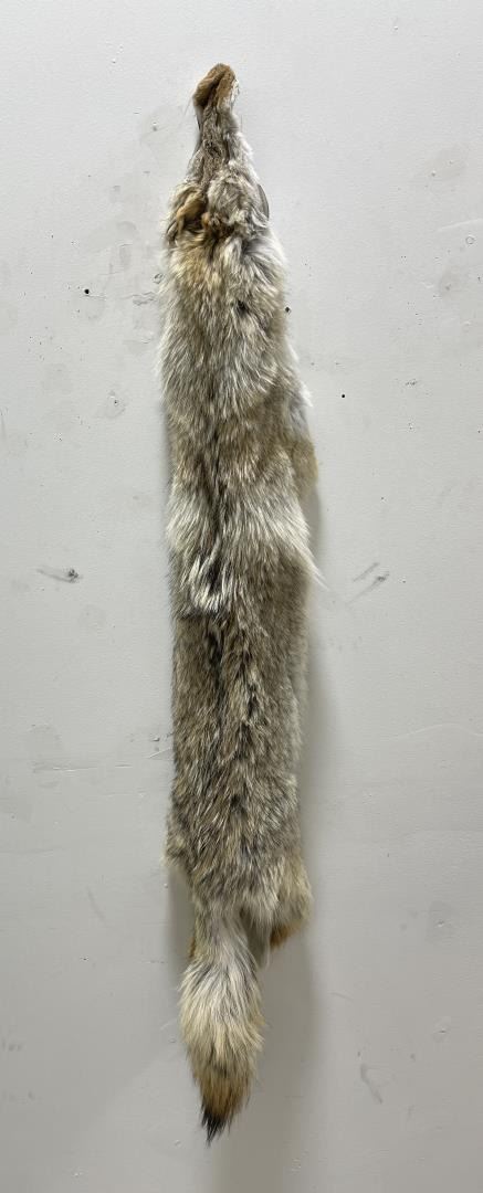 Montana Taxidermy Coyote Pelt Hide #43