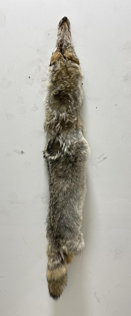 Montana Taxidermy Coyote Pelt Hide #58