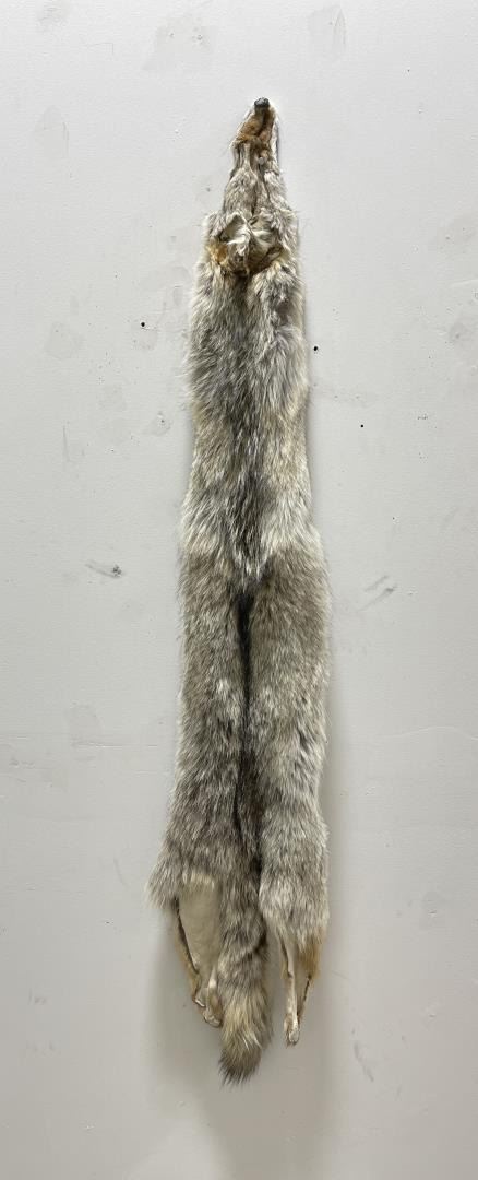 Montana Taxidermy Coyote Pelt Hide #57