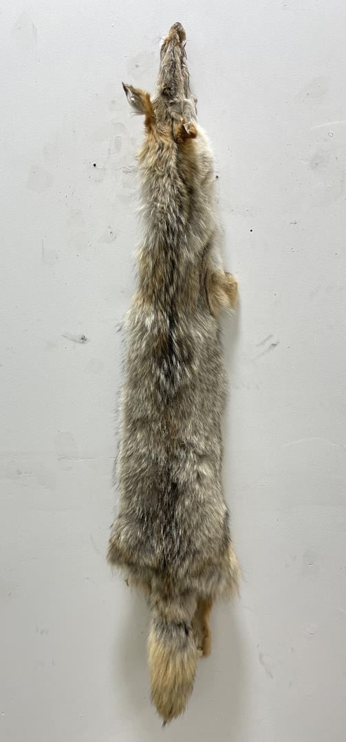Montana Taxidermy Coyote Pelt Hide #48