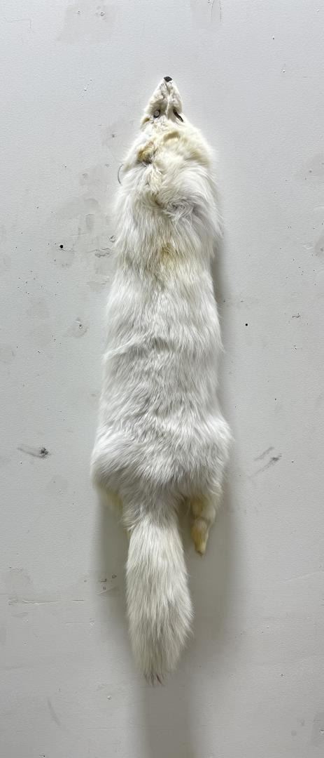 Beautiful Arctic Fox Fur Pelt Taxidermy #41