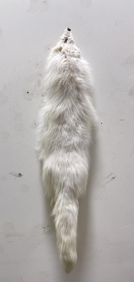 Beautiful Arctic Fox Fur Pelt Taxidermy #60