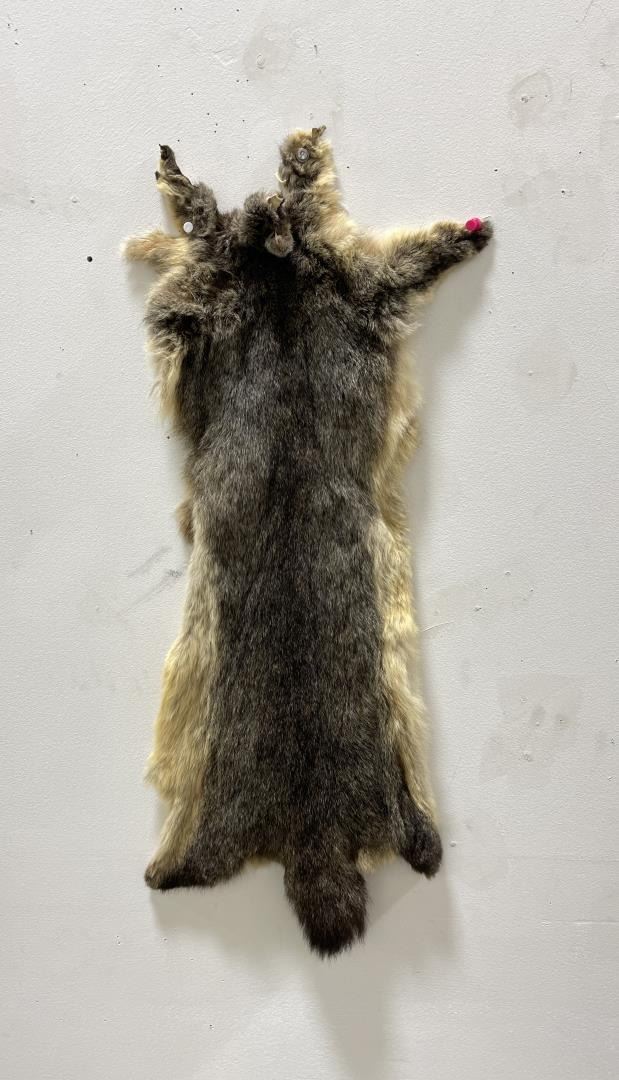 Taxidermy Marmot Pelt Hide #105