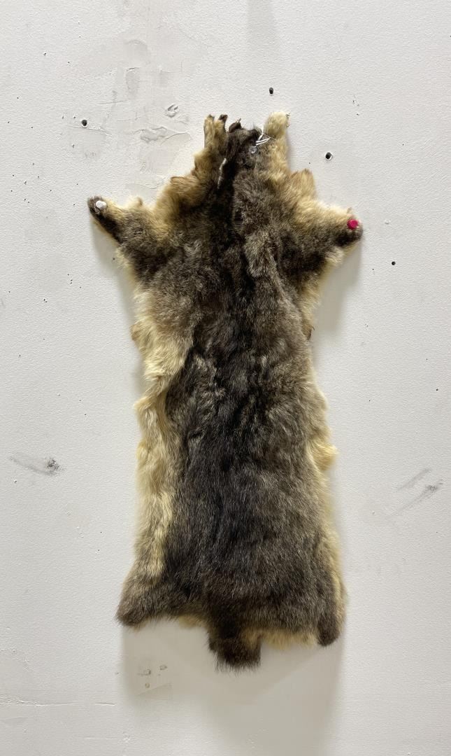 Taxidermy Marmot Pelt Hide #107