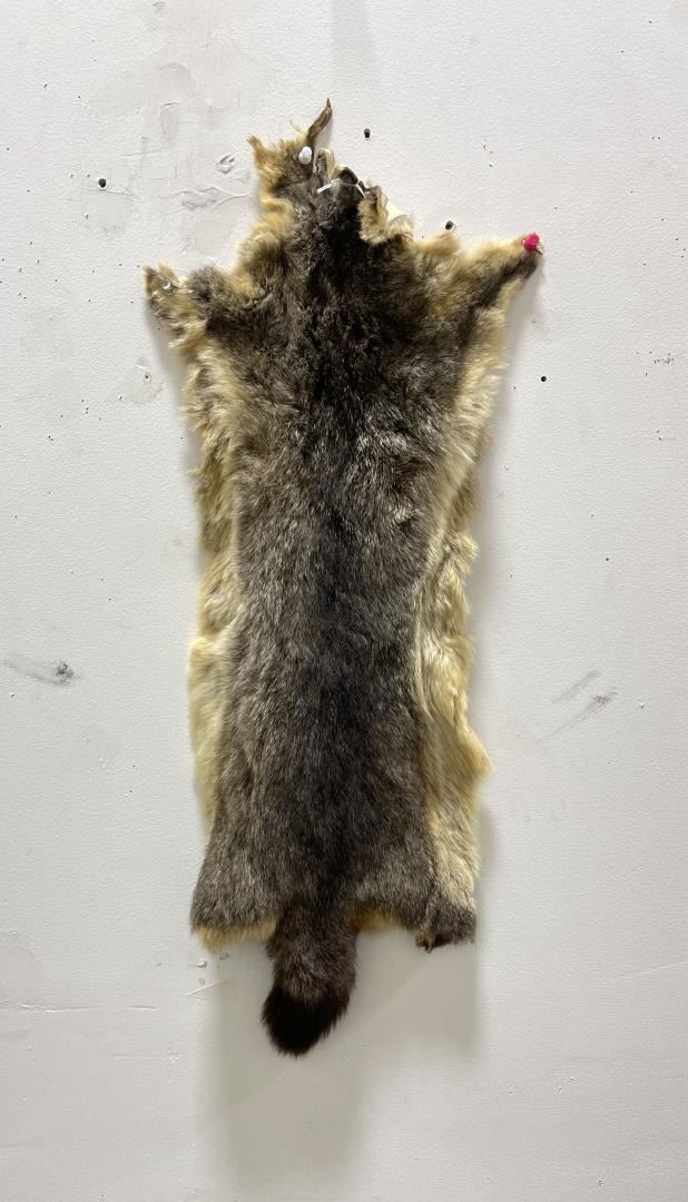 Taxidermy Marmot Pelt Hide #111