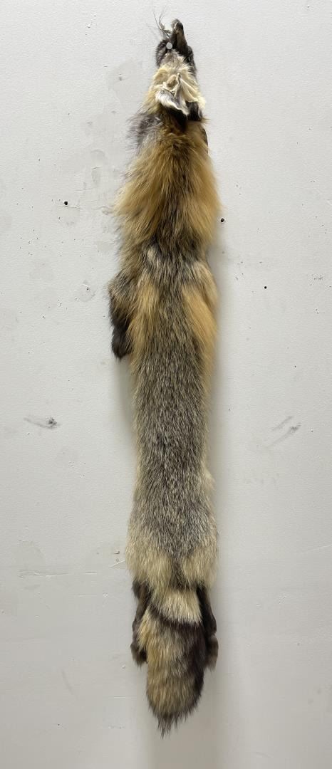 Beautiful Ranch Cross Fox Fur Pelt Taxidermy #99