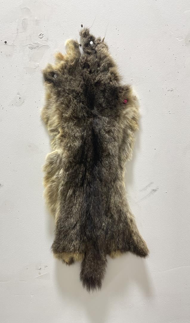Taxidermy Marmot Pelt Hide #90