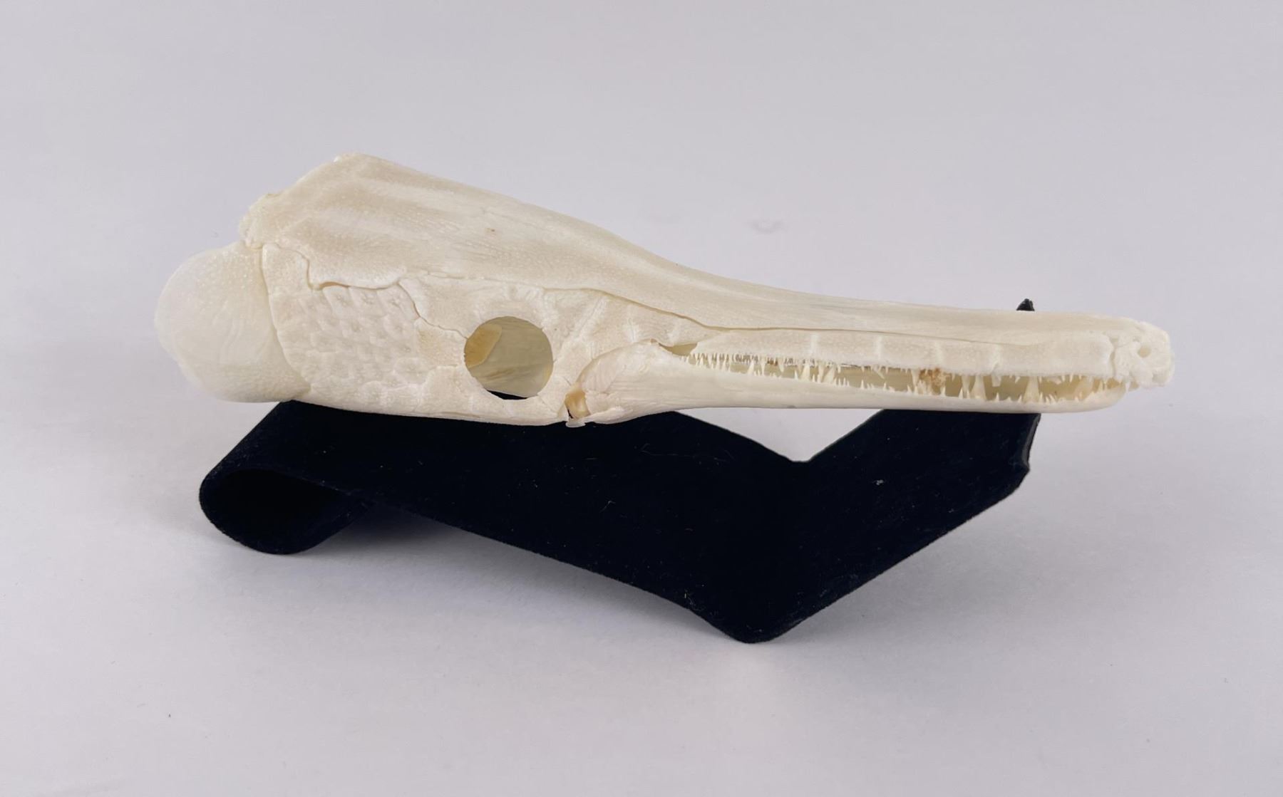 Taxidermy Spotted Gar Skull