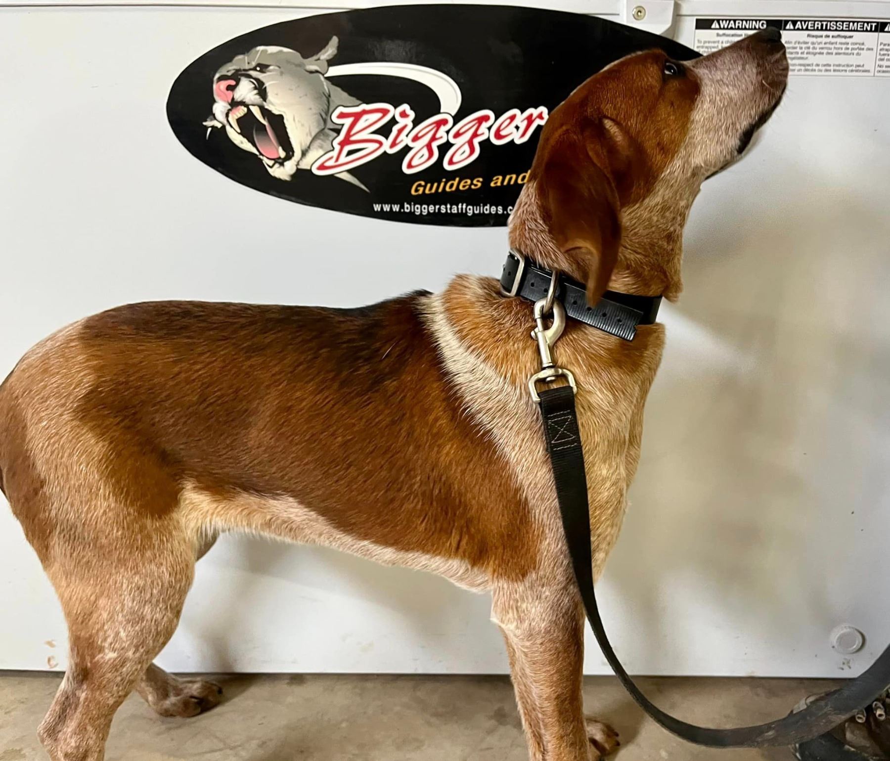 7 month Hound - Male - Started - Steve Biggerstaff