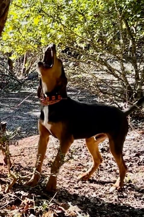 7 month Hound - Male - Started - Mike Kemp