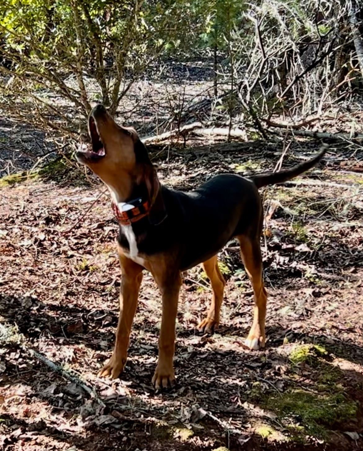 7 month Hound - Male - Started - Mike Kemp