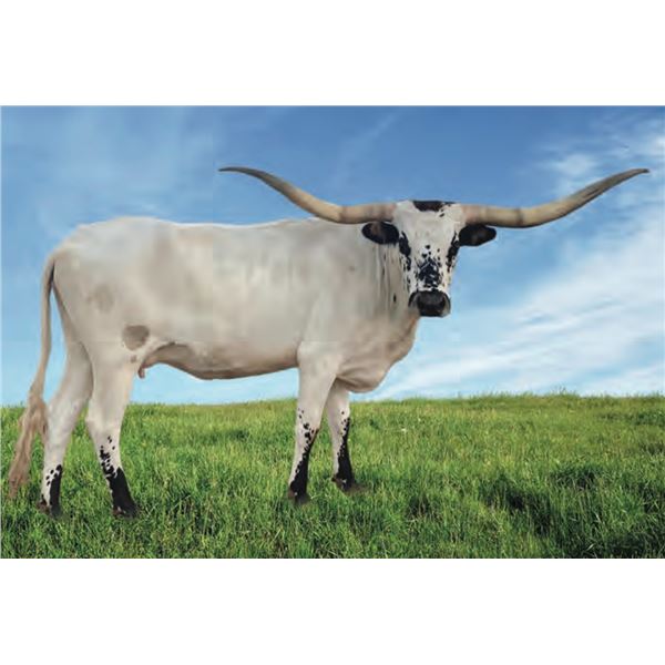 HORSESHOE J GIGI - Hired Hand Live