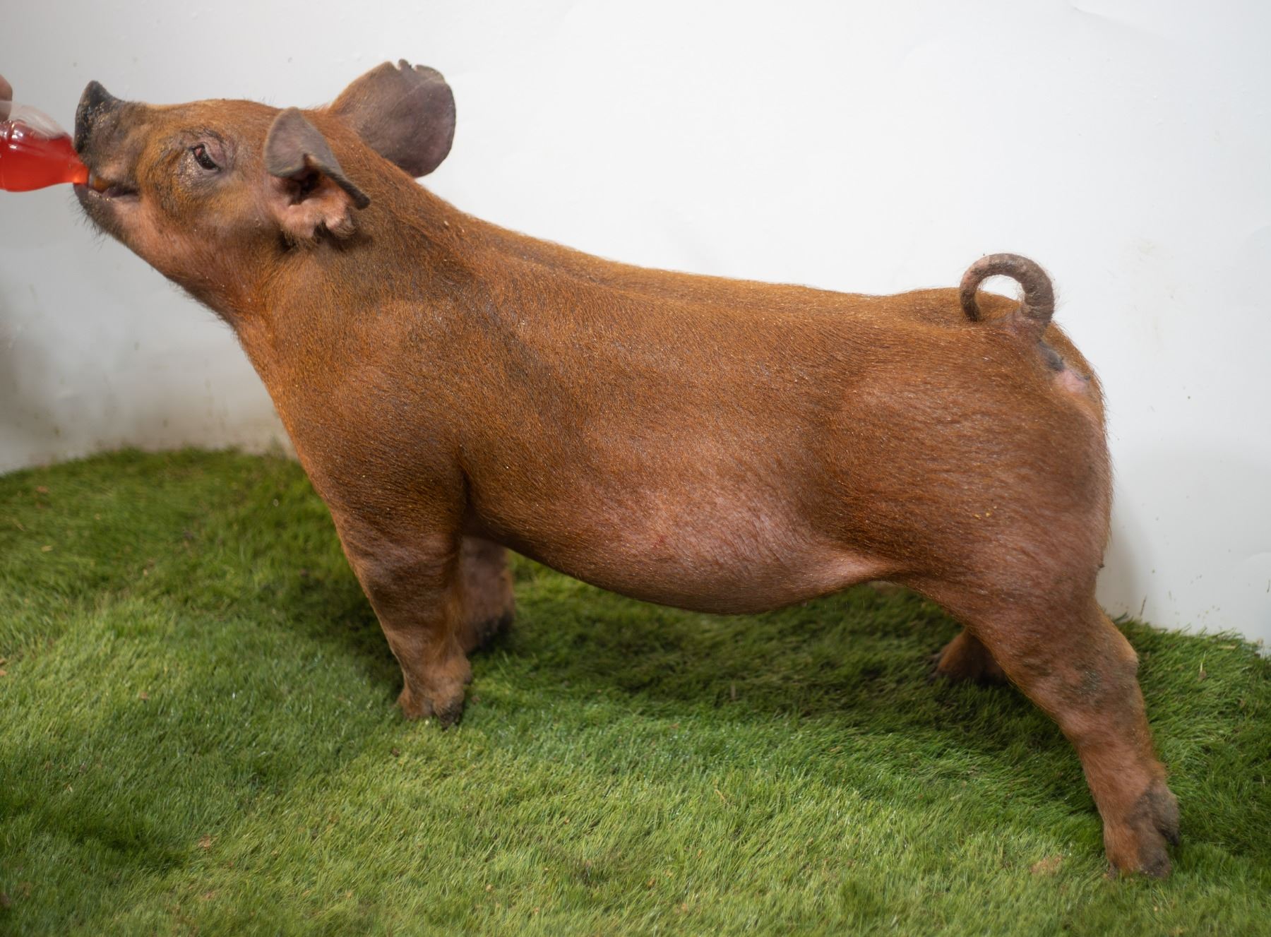 18-5 Duroc Gilt