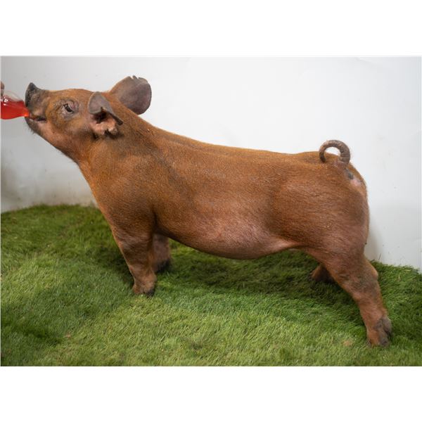 18-5 Duroc Gilt